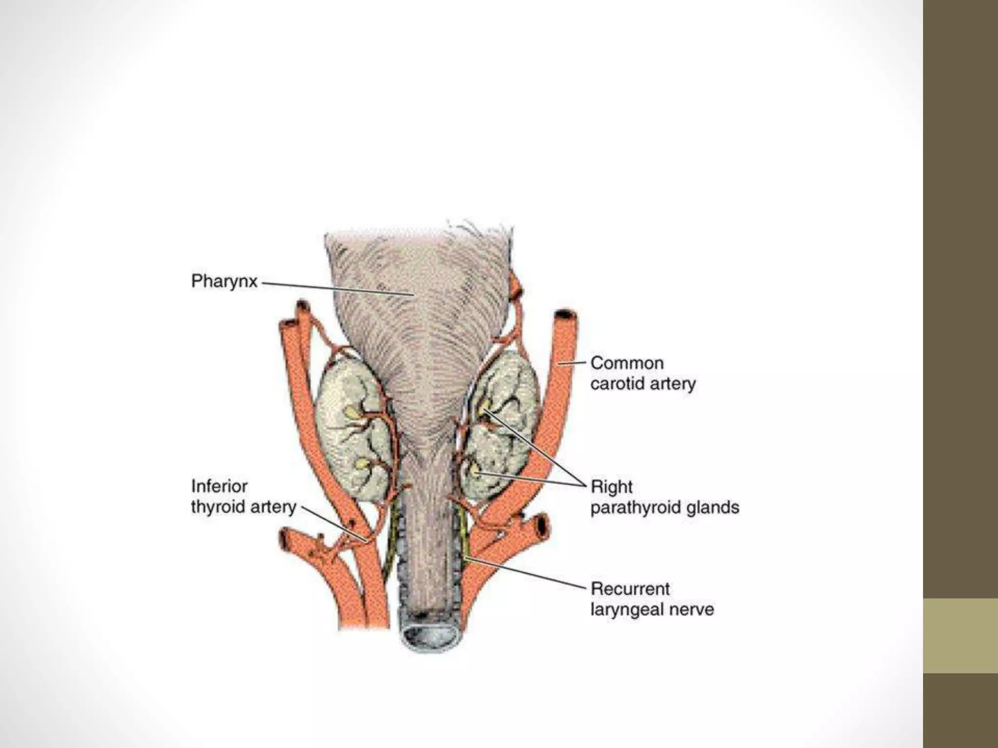 Parathyroid Gland Endocrine System Anatomy Pptx Thyroid Disorders Endocrine And Metabolic