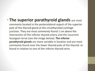 Parathyroid gland_endocrine system _anatomy | PPTX
