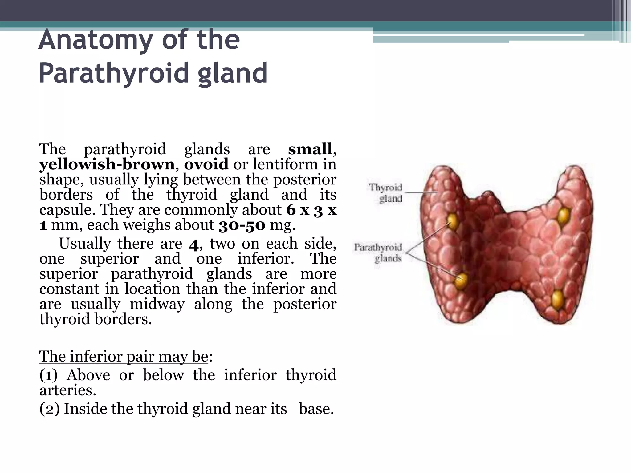 Parathyroid gland | PPTX