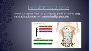 Parathyroid gland | PPTX