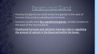 Parathyroid gland | PPTX