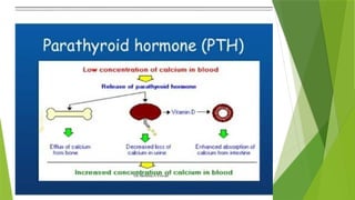 Approach to Parathyroid gland case ppptx | PPTX