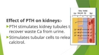 Approach to Parathyroid gland case ppptx | PPTX
