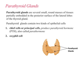 parathyroid gland hormone physiology.pdf