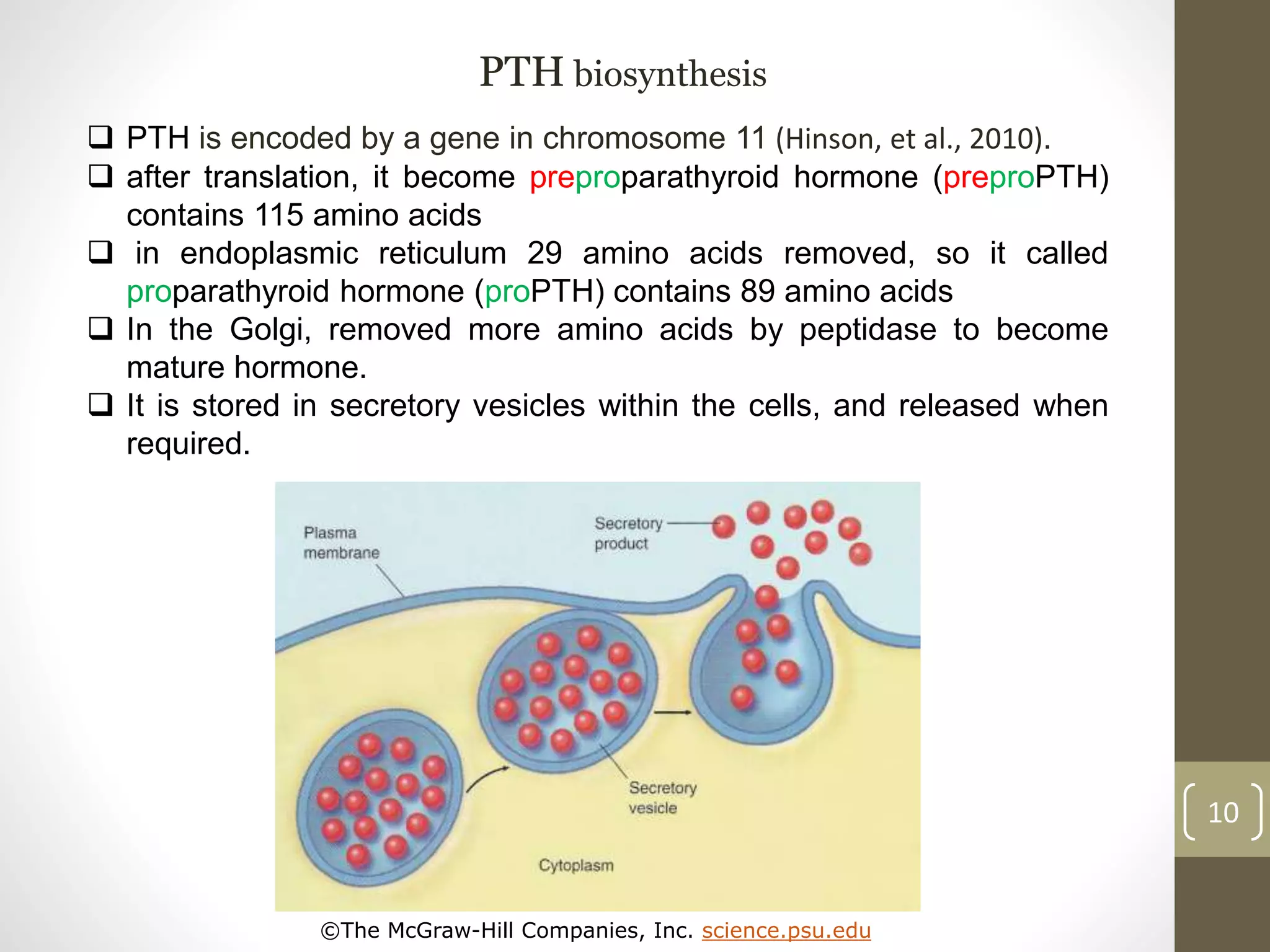 Physiology of Parathyroid glands | PPTX