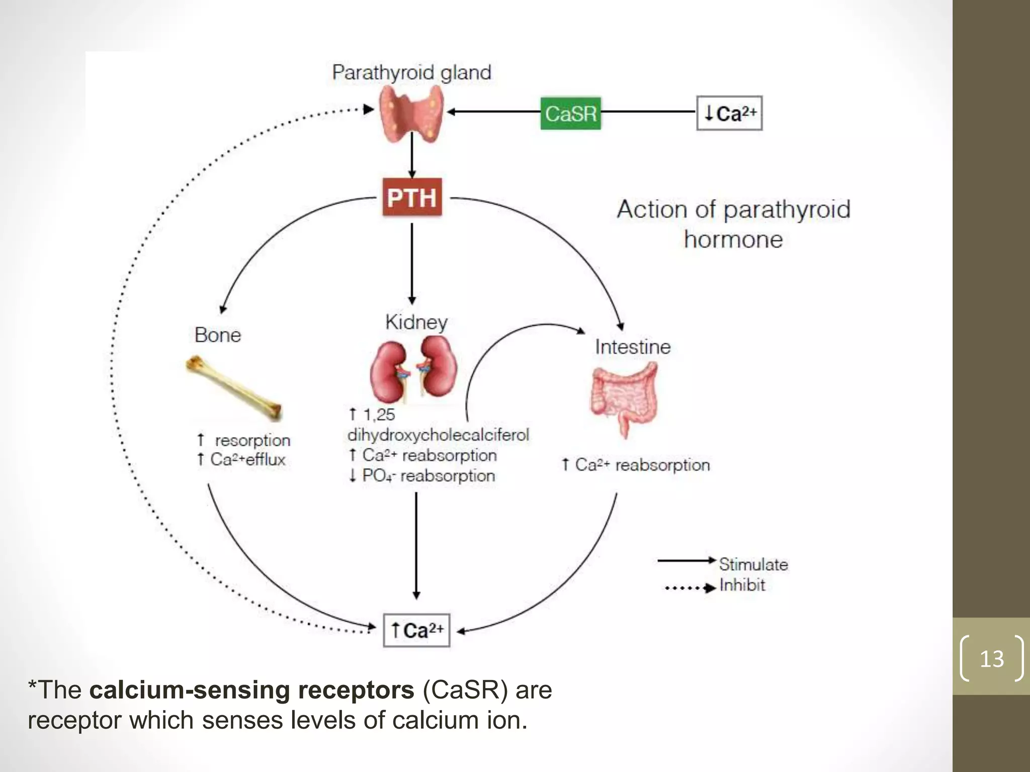 Physiology of Parathyroid glands | PPTX