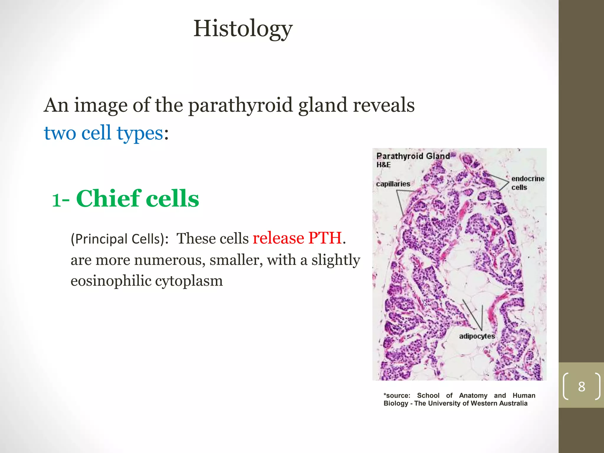 Physiology of Parathyroid glands | PPTX