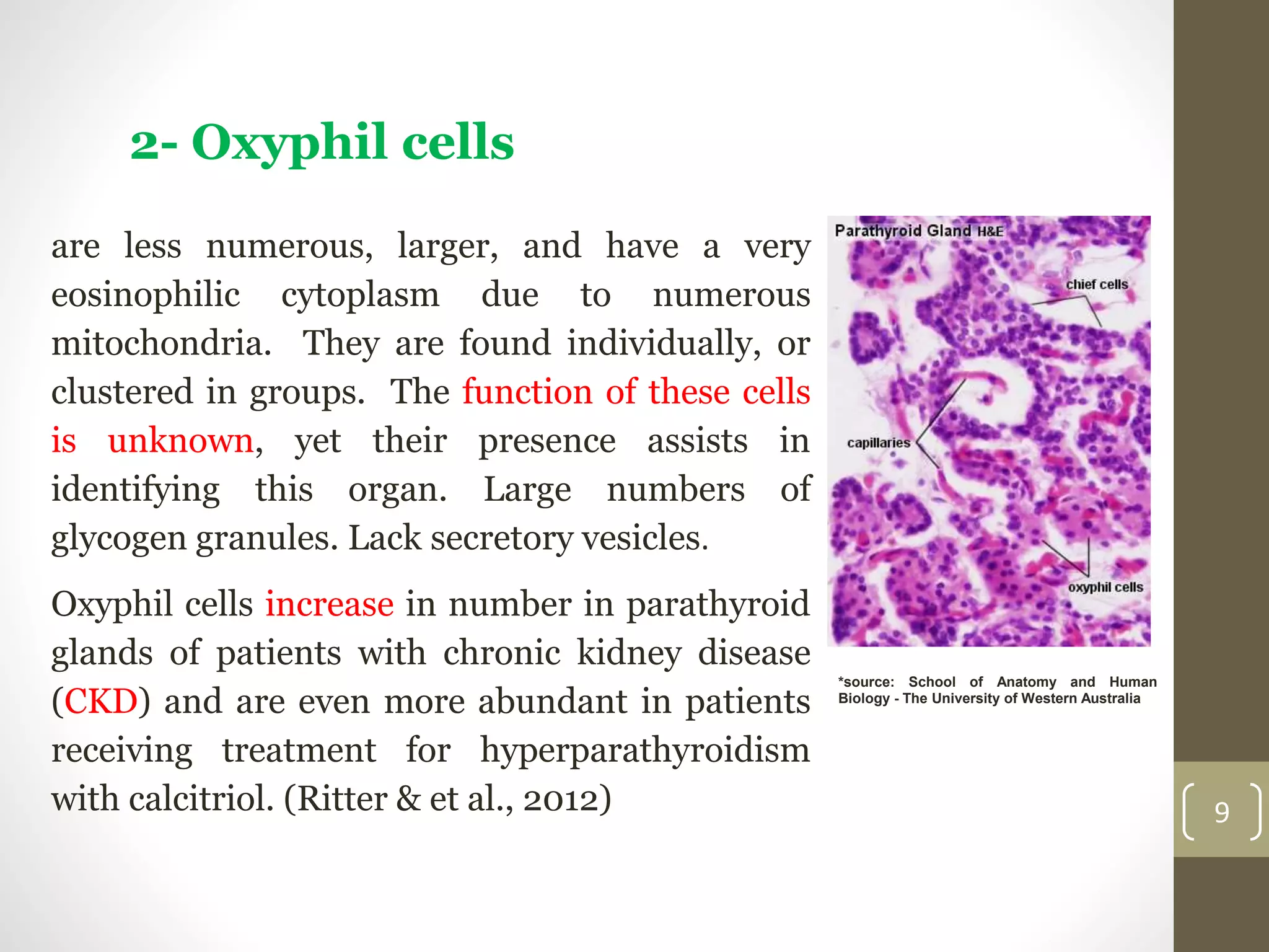 Physiology of Parathyroid glands | PPTX