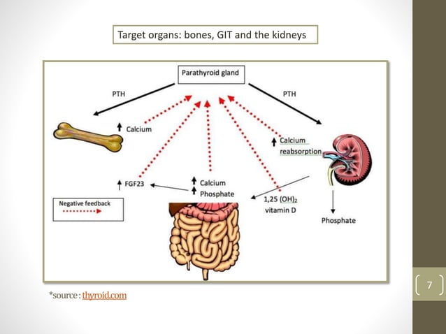 Physiology of Parathyroid glands | PPTX