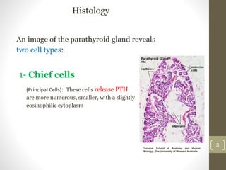 Physiology of Parathyroid glands | PPTX