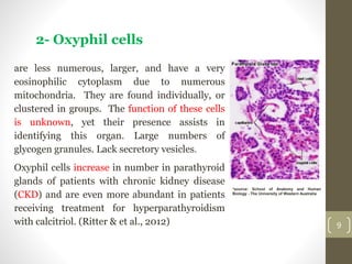 Physiology of Parathyroid glands | PPTX