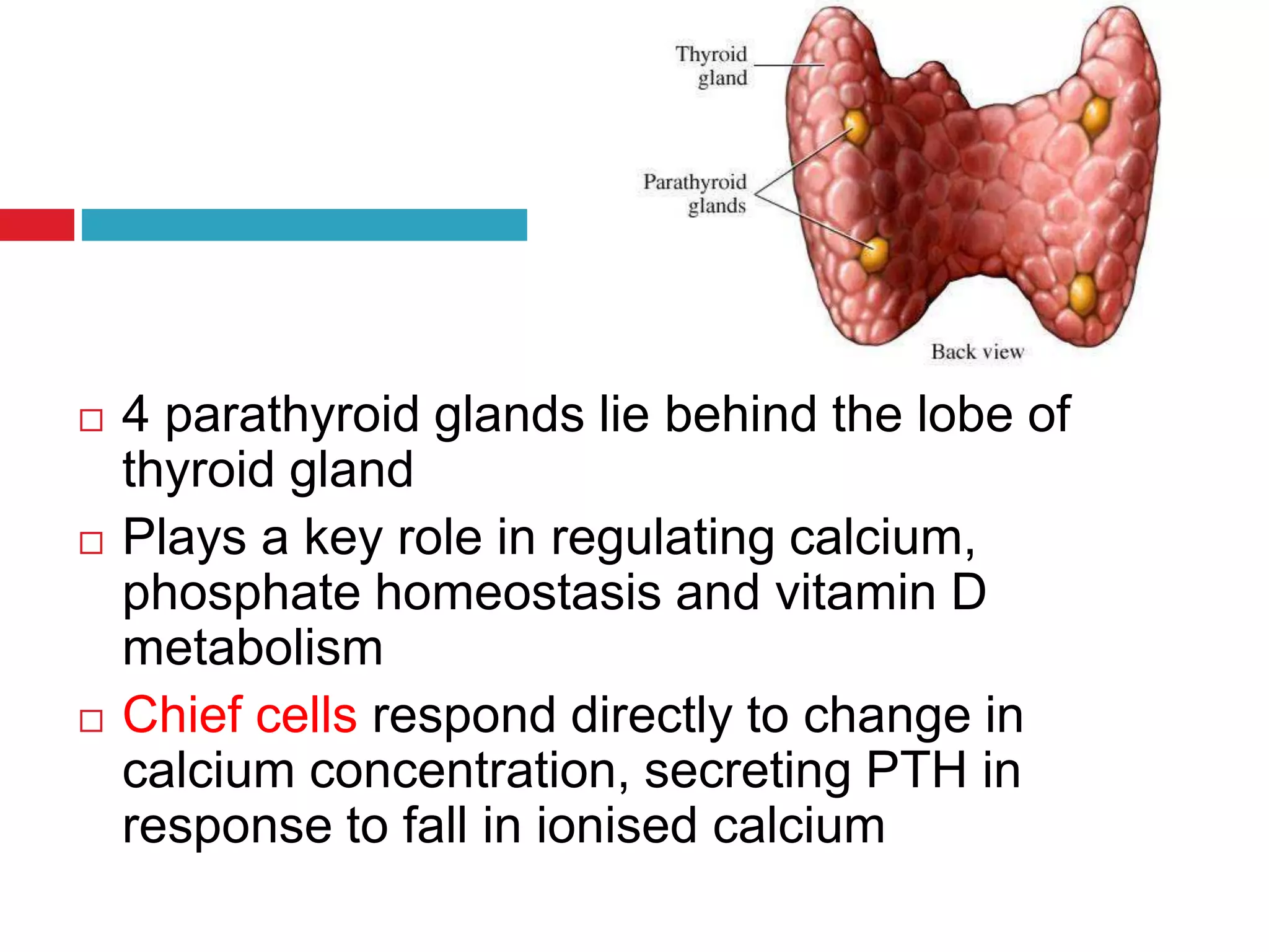 Parathyroid gland disorders and tetany | PPT