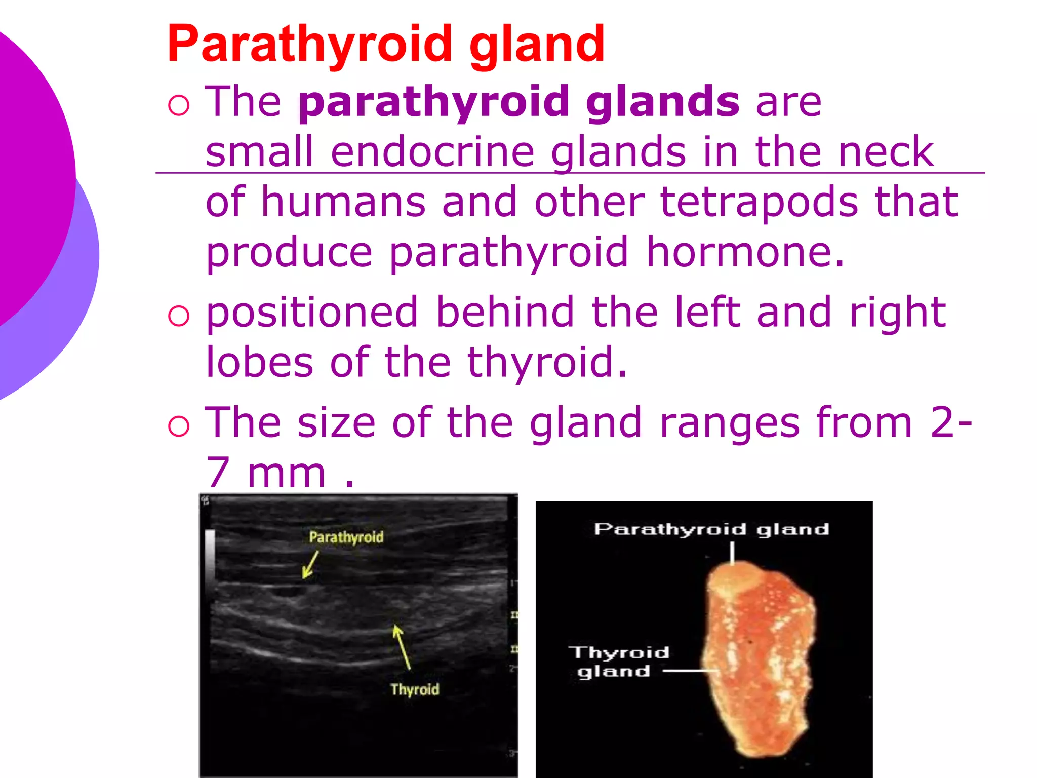 Parathyroid Gland Physiology.pdf