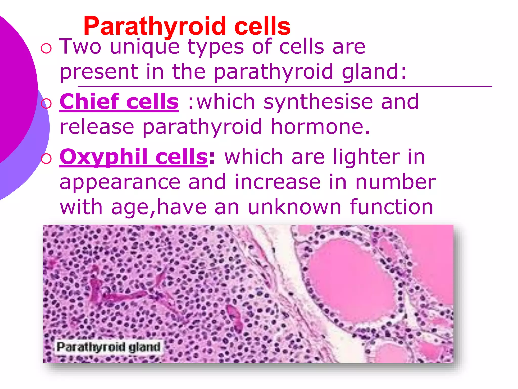 Parathyroid Gland Physiology.pdf