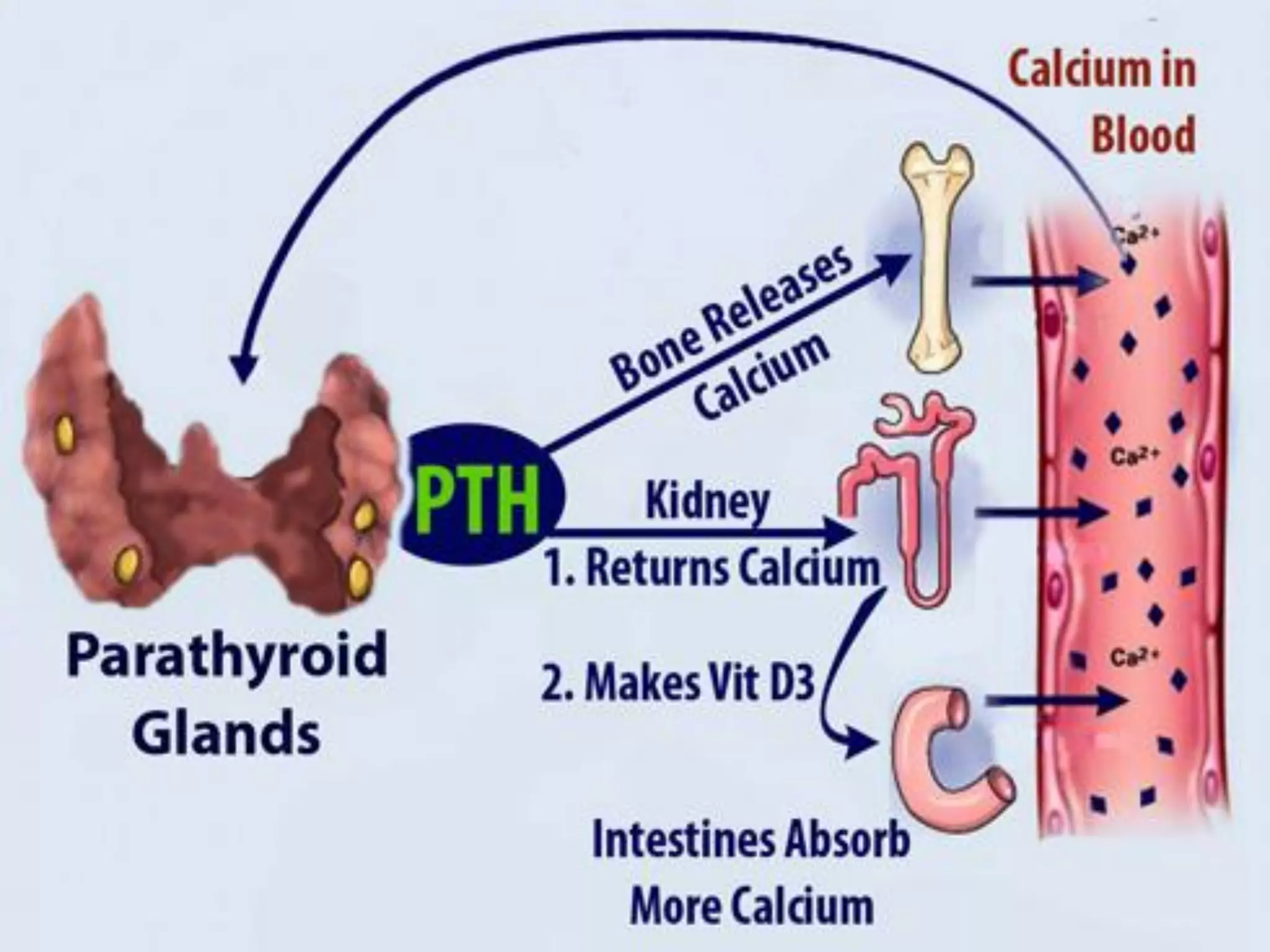Parathyroid Gland Physiology.pdf