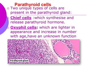 Parathyroid Gland Physiology.pdf