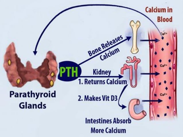 Parathyroid Gland Physiology.pdf