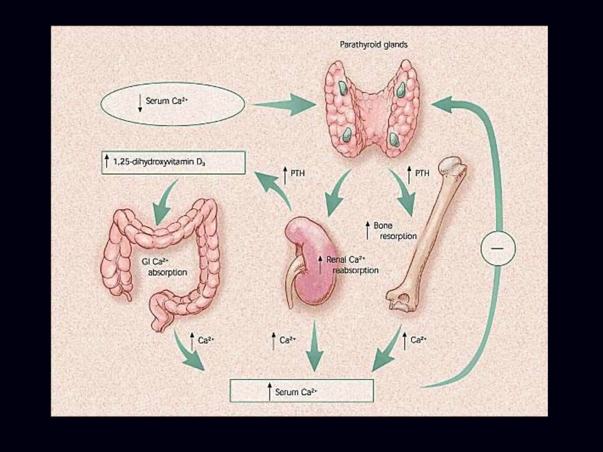 PARATHYROID GLANDS and diseases ppt .ppt
