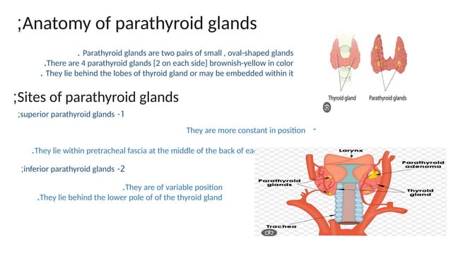 parathyroid glands.pptx endocrinologis pptt | PPTX | Thyroid Disorders ...