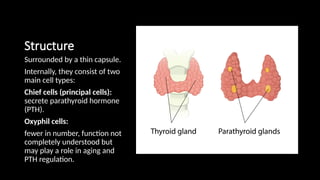 Parathyroid glands/endocrine system/microteaching | PPTX