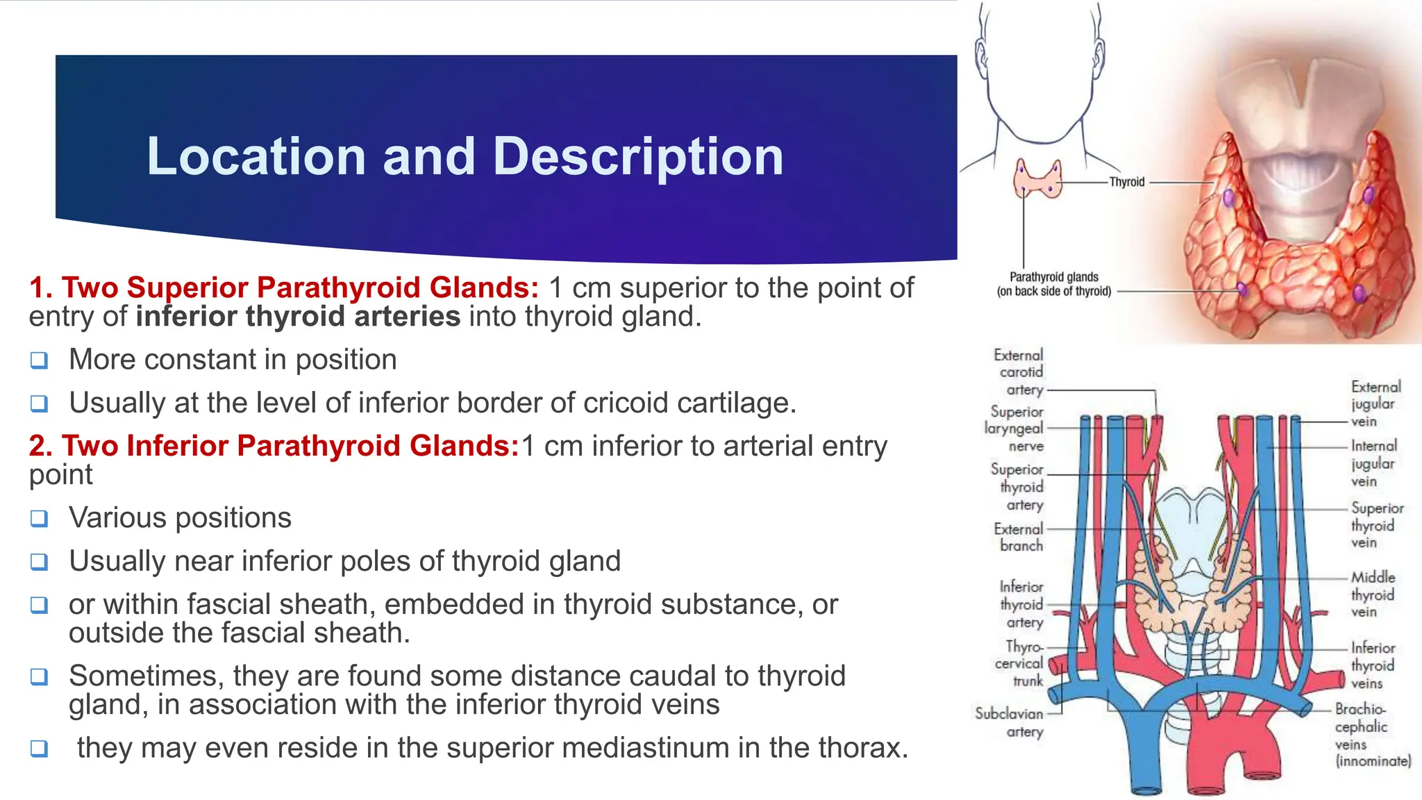 Parathyroid Glands- Gross Anatomy & Histology by Dr. Rabia Inam ...