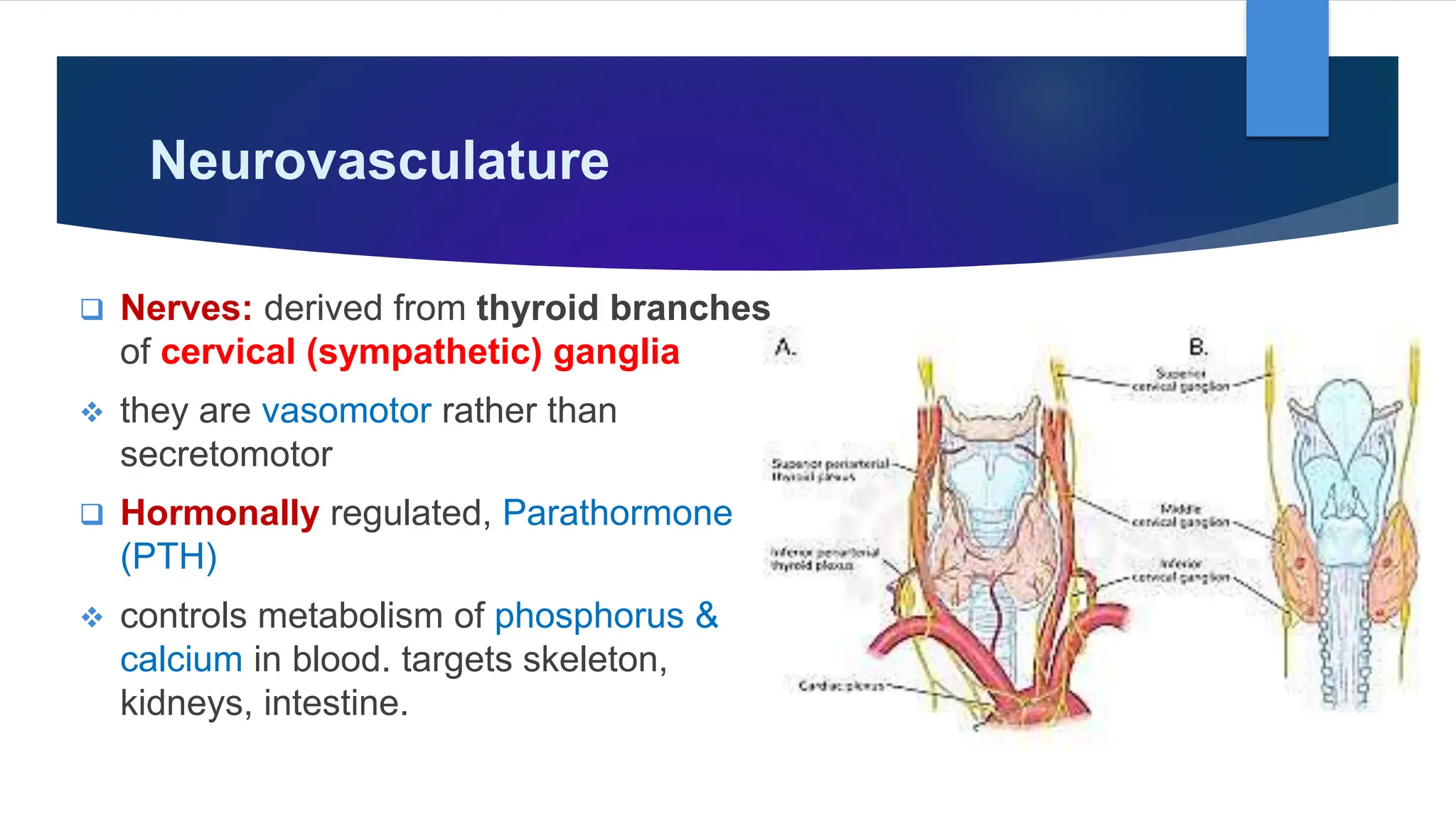Parathyroid Glands- Gross Anatomy & Histology by Dr. Rabia Inam ...