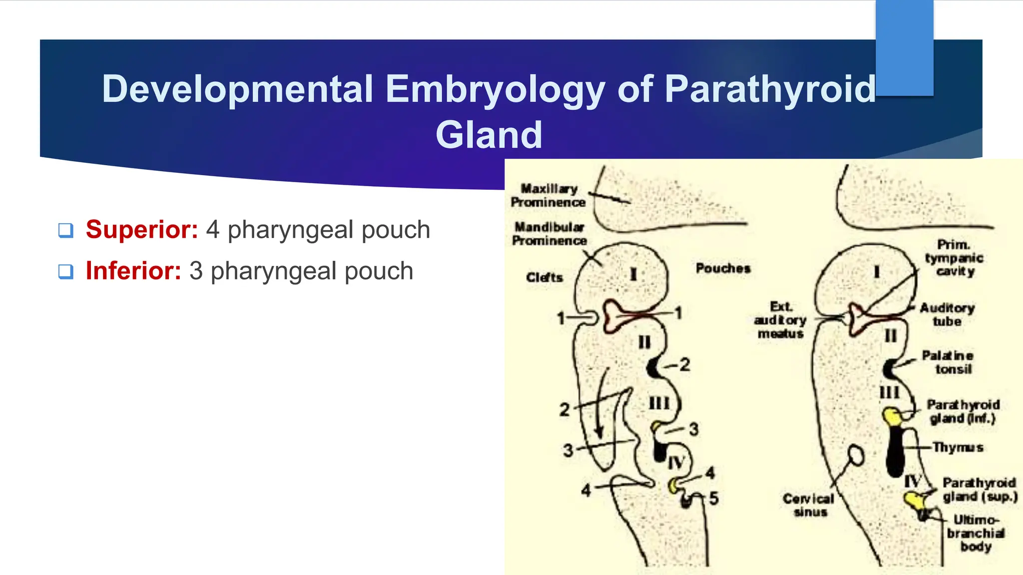 Embryology Of Superior Parathyroid Gland