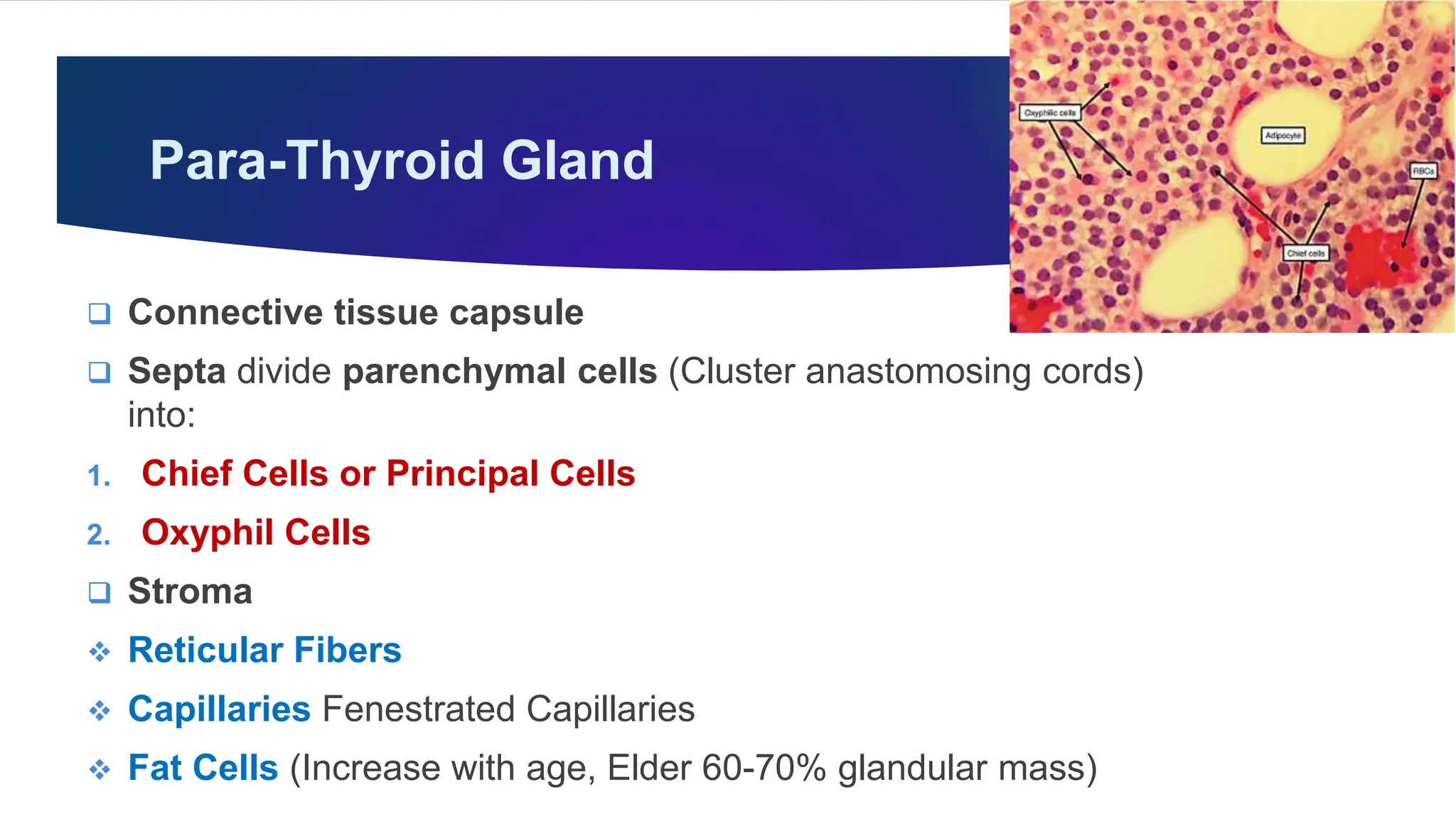 Parathyroid Glands- Gross Anatomy & Histology by Dr. Rabia Inam ...