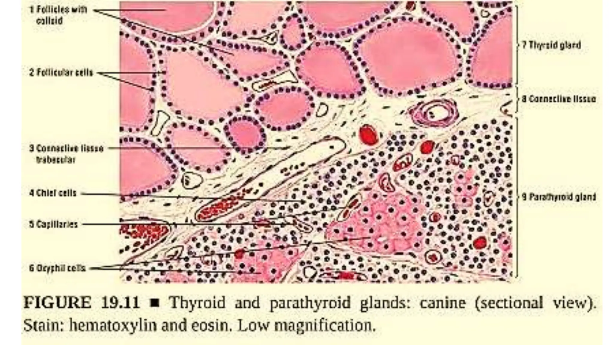 Parathyroid Glands- Gross Anatomy & Histology by Dr. Rabia Inam ...