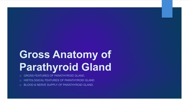Parathyroid Glands- Gross Anatomy & Histology by Dr. Rabia Inam ...