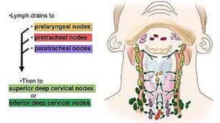 Parathyroid Glands- Gross Anatomy & Histology by Dr. Rabia Inam ...