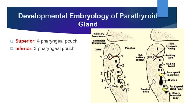 Parathyroid Glands- Gross Anatomy & Histology by Dr. Rabia Inam ...