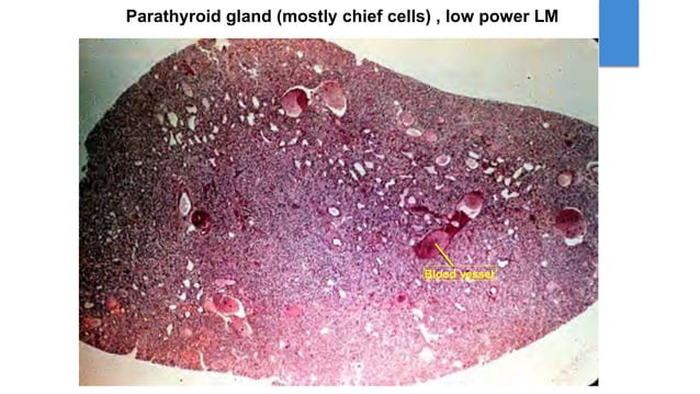 Parathyroid Glands- Gross Anatomy & Histology by Dr. Rabia Inam ...