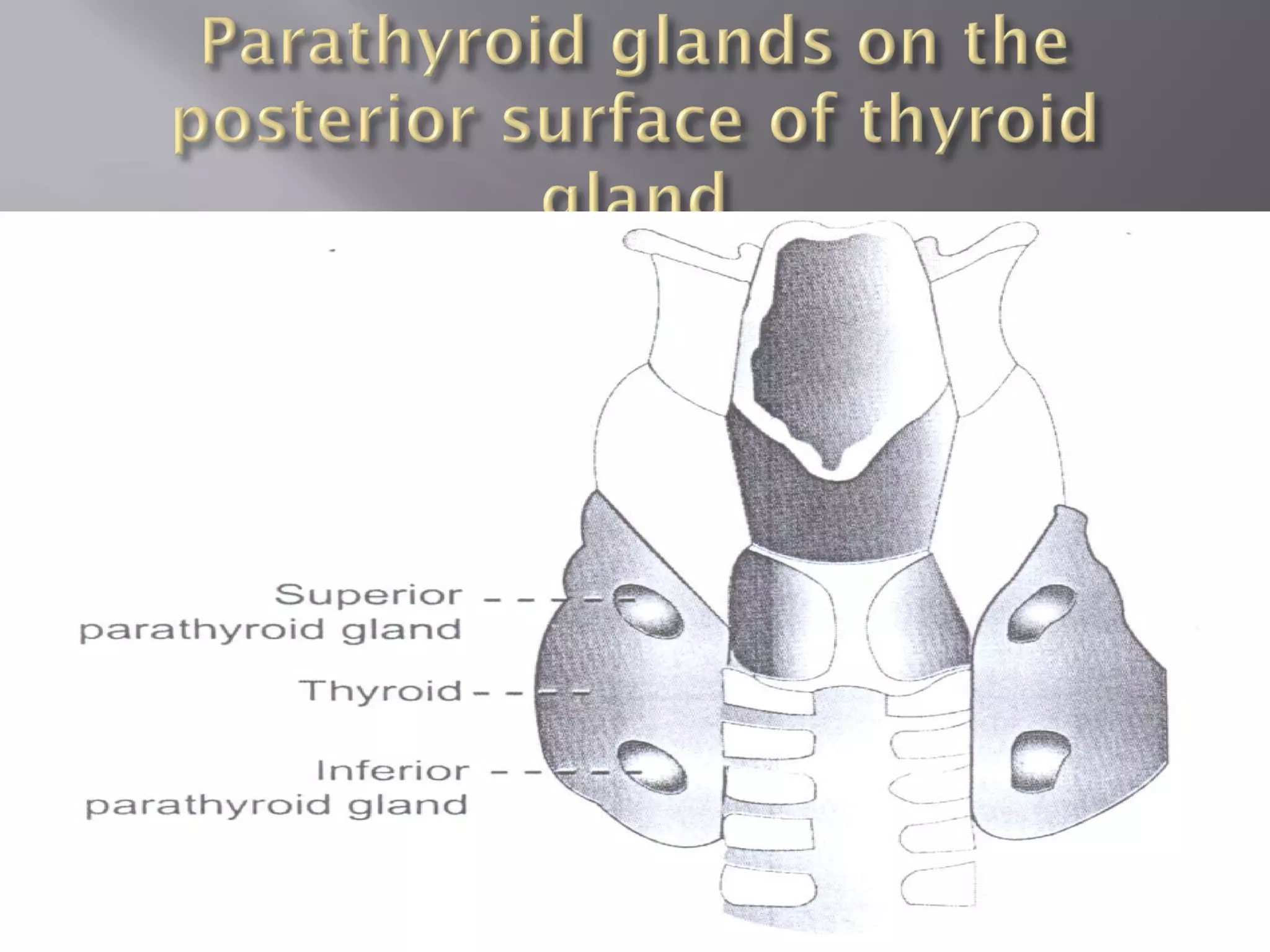 Parathyroid glands and physiology of bone | PPT