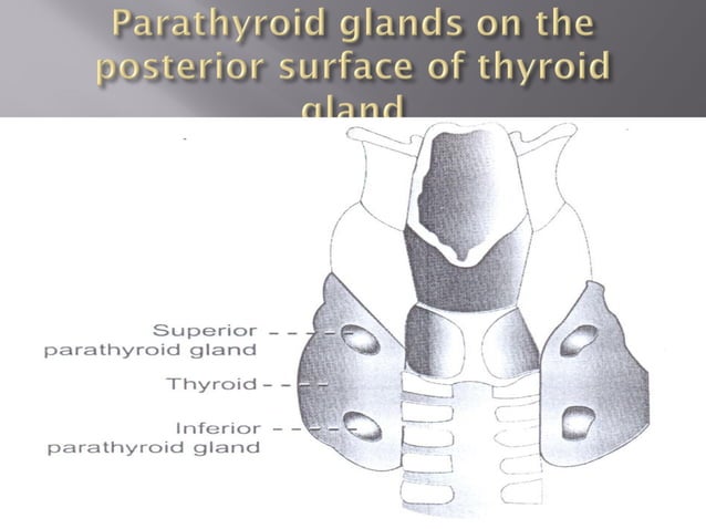 Parathyroid glands and physiology of bone | PPT