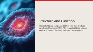 Parathyroid Glands Overview (1).pptxmmmm | PPTX