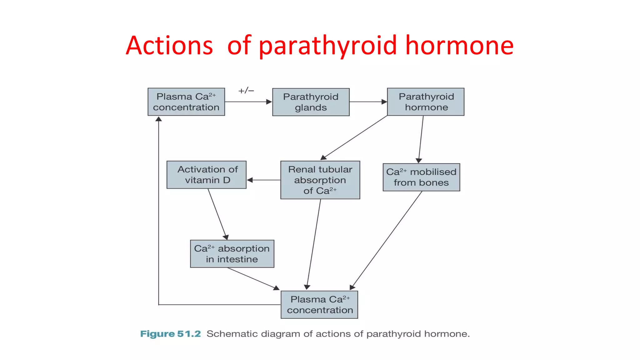 Parathyroid gland v2.pptx