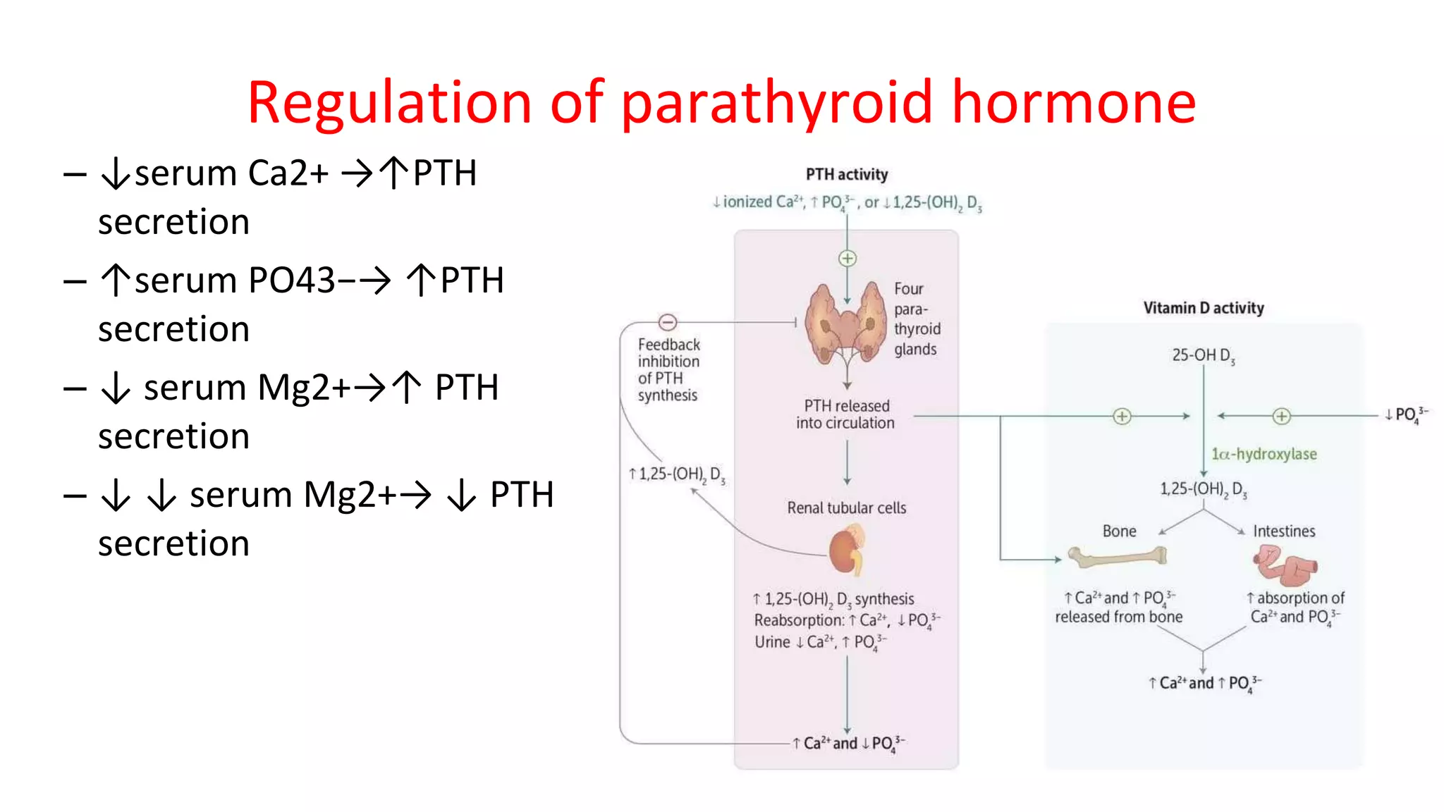 Parathyroid gland v2.pptx