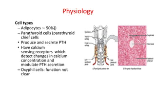 Parathyroid gland v2.pptx