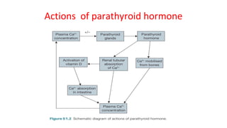 Parathyroid gland v2.pptx