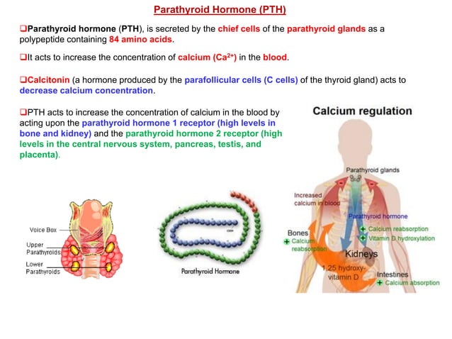 Parathyroid hormone | PDF | Thyroid Disorders | Endocrine and Metabolic ...
