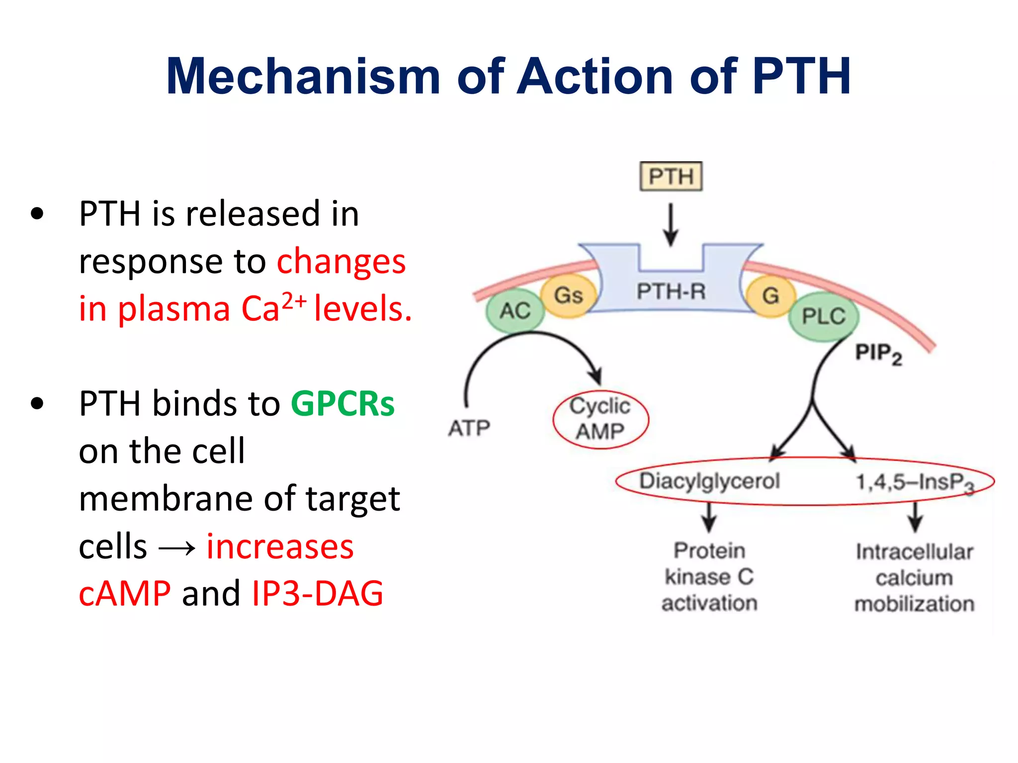 Parathyroid hormone | PPT | Endocrine and Metabolic Diseases | Diseases ...
