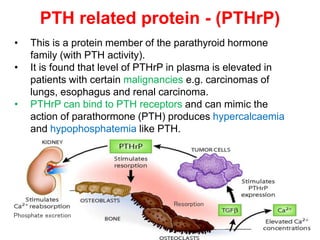 Parathyroid hormone | PPT
