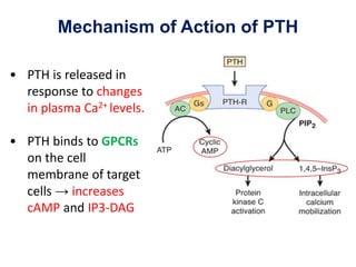 Parathyroid hormone | PPT