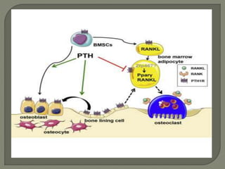 Parathyroid hormone | PPT