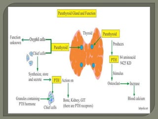 Parathyroid Function