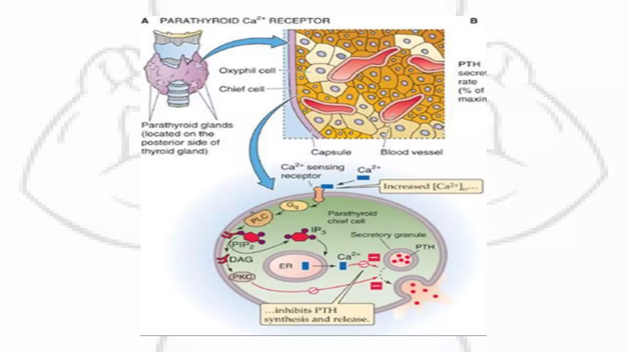 Parathyroid hormone - Stimulus, Physiological actions, Regulation I ...