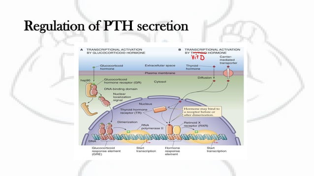Parathyroid hormone - Stimulus, Physiological actions, Regulation I ...