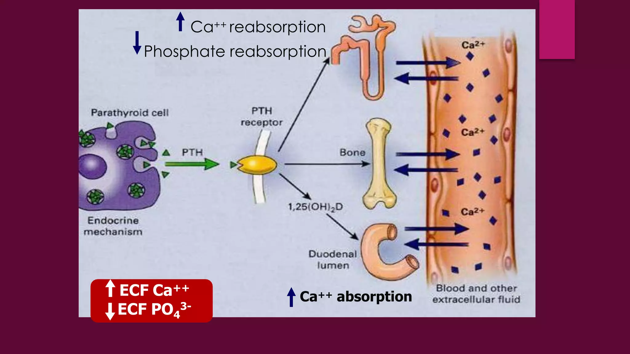 Parathyroid hormone and calcium homeostasis | PDF
