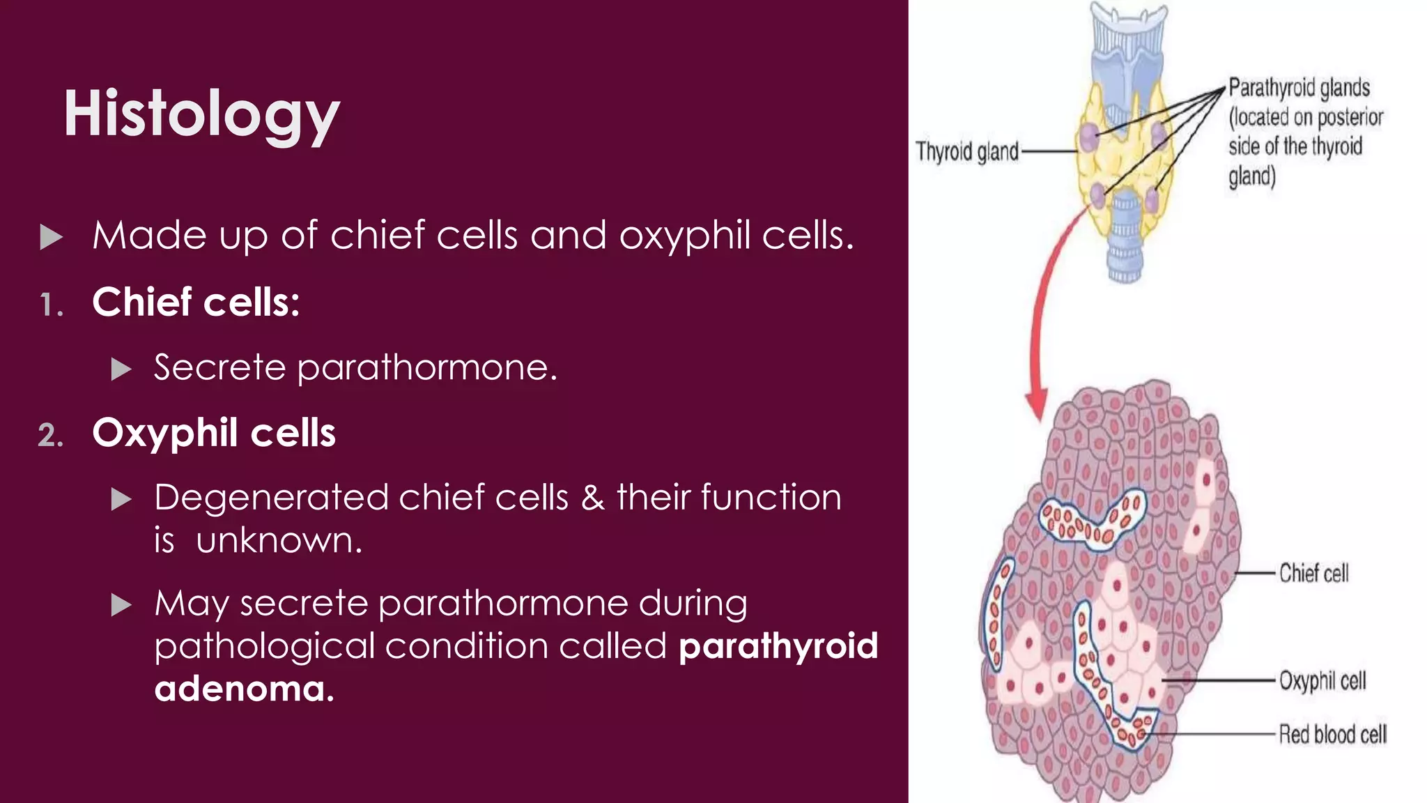 Parathyroid hormone and calcium homeostasis | PDF